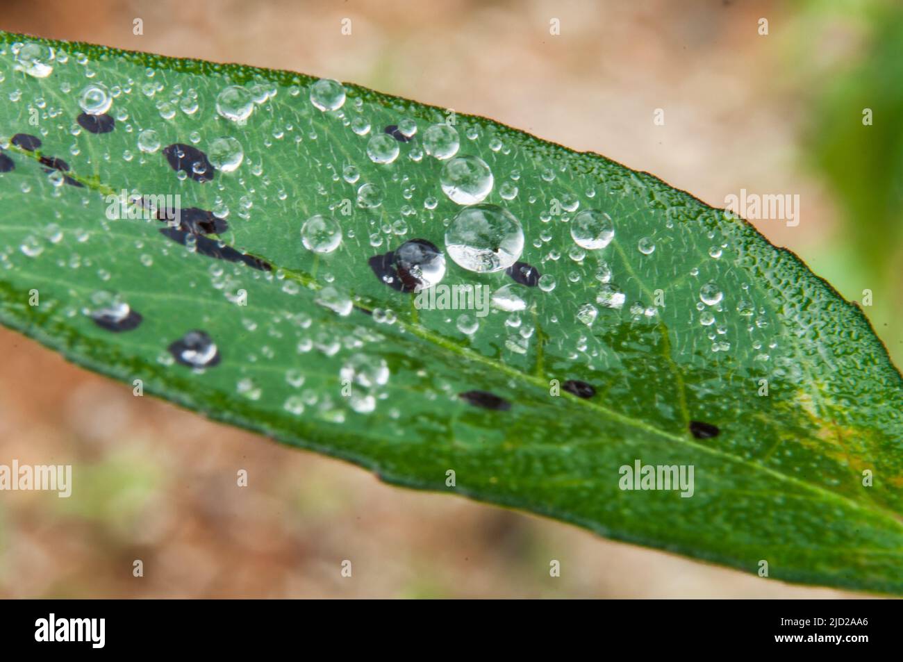 Plant Leaf with water drops Stock Photo - Alamy