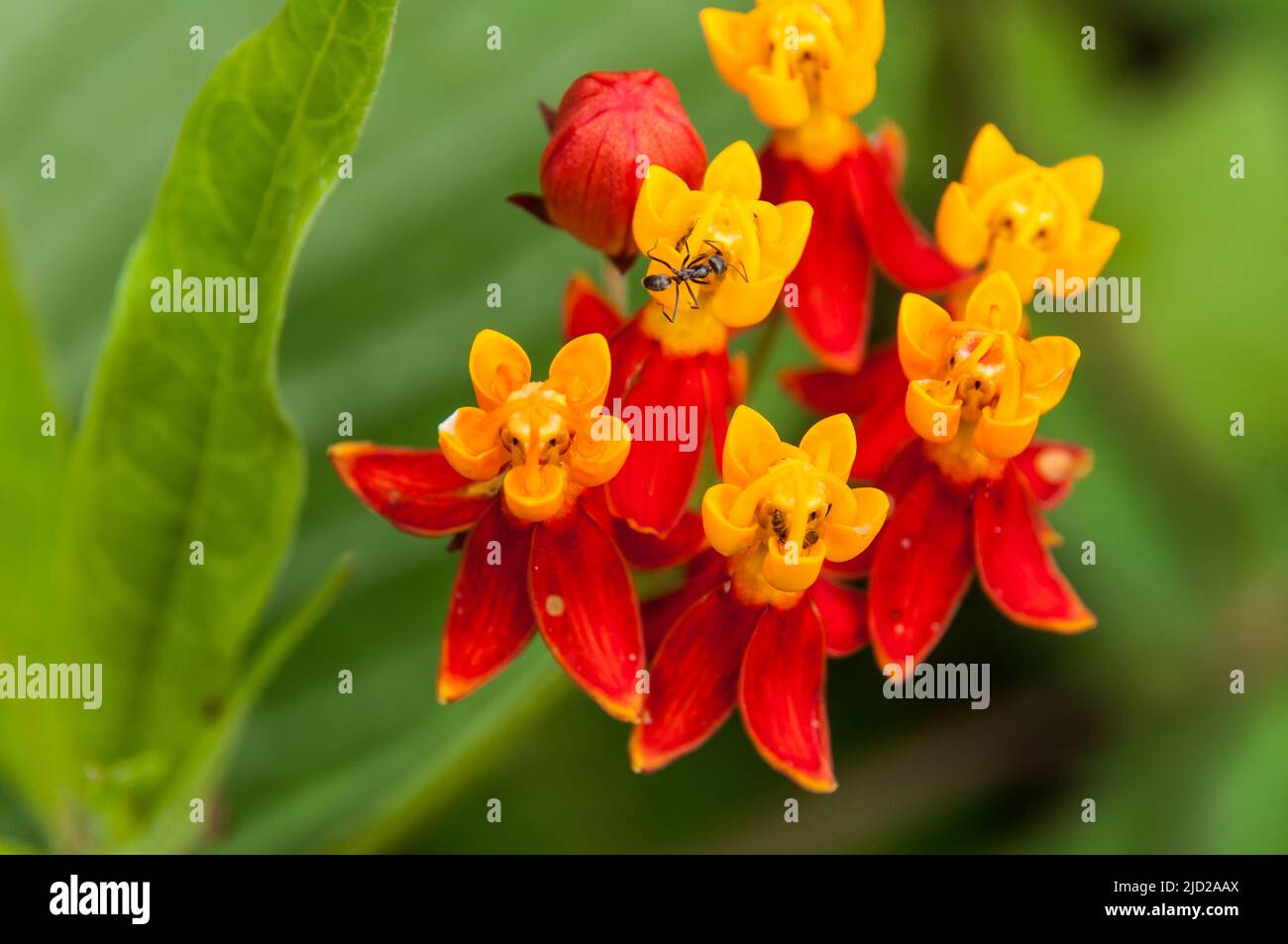 Flowers in tropical forest flora Stock Photo - Alamy