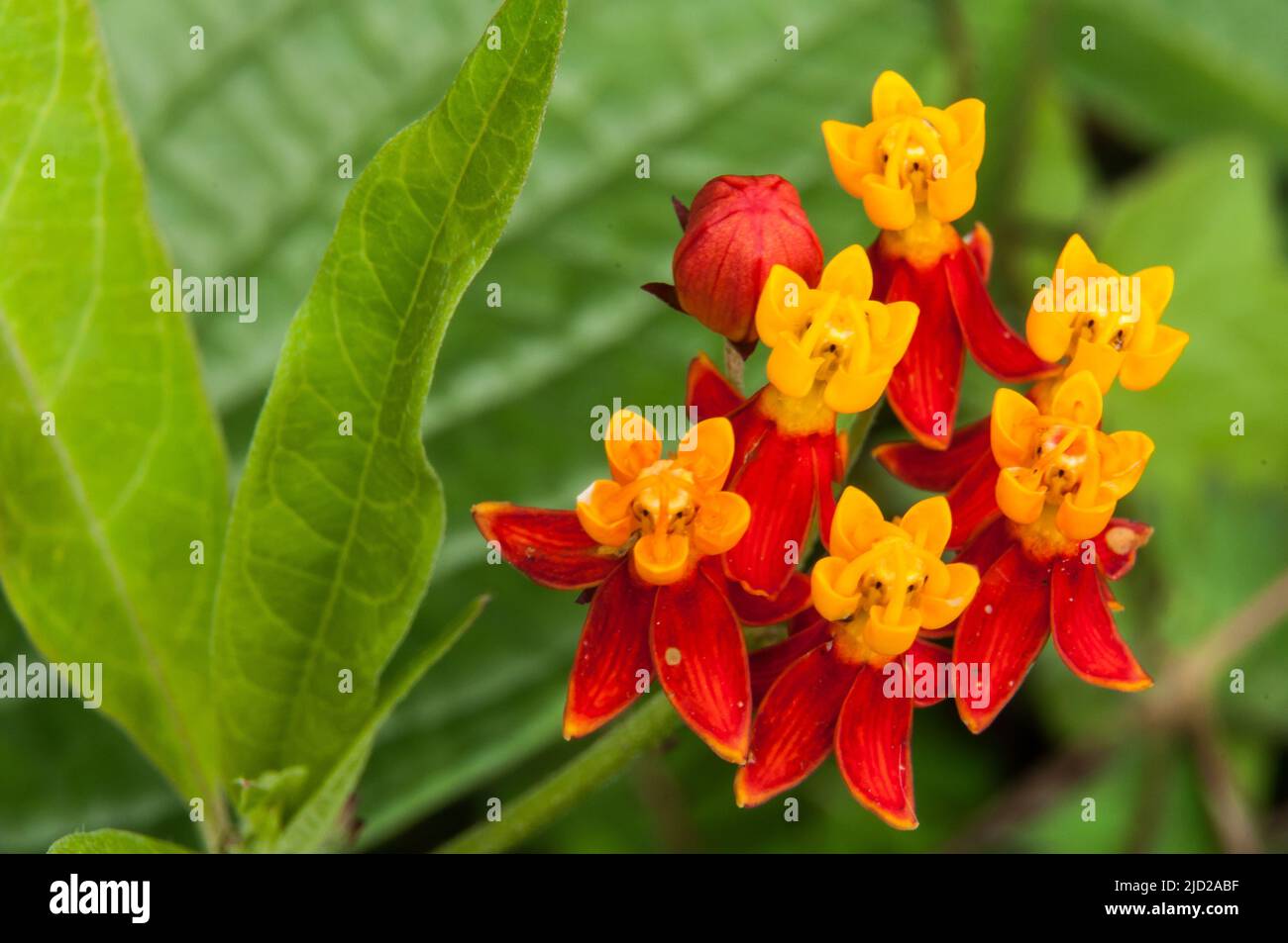 Spring blossom of exotic and tropical flora hi-res stock photography ...