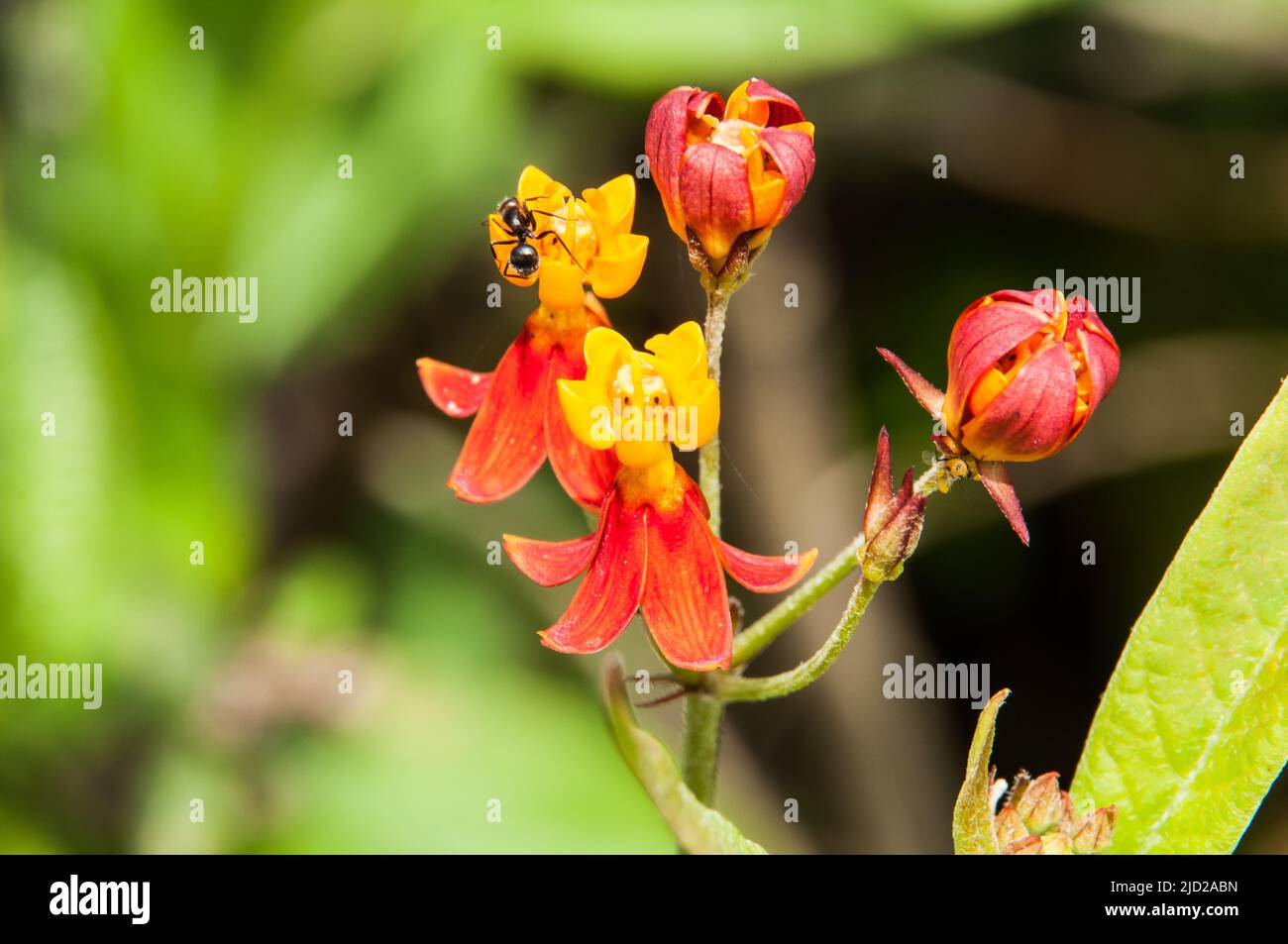 Spring blossom of exotic and tropical flora hi-res stock photography ...