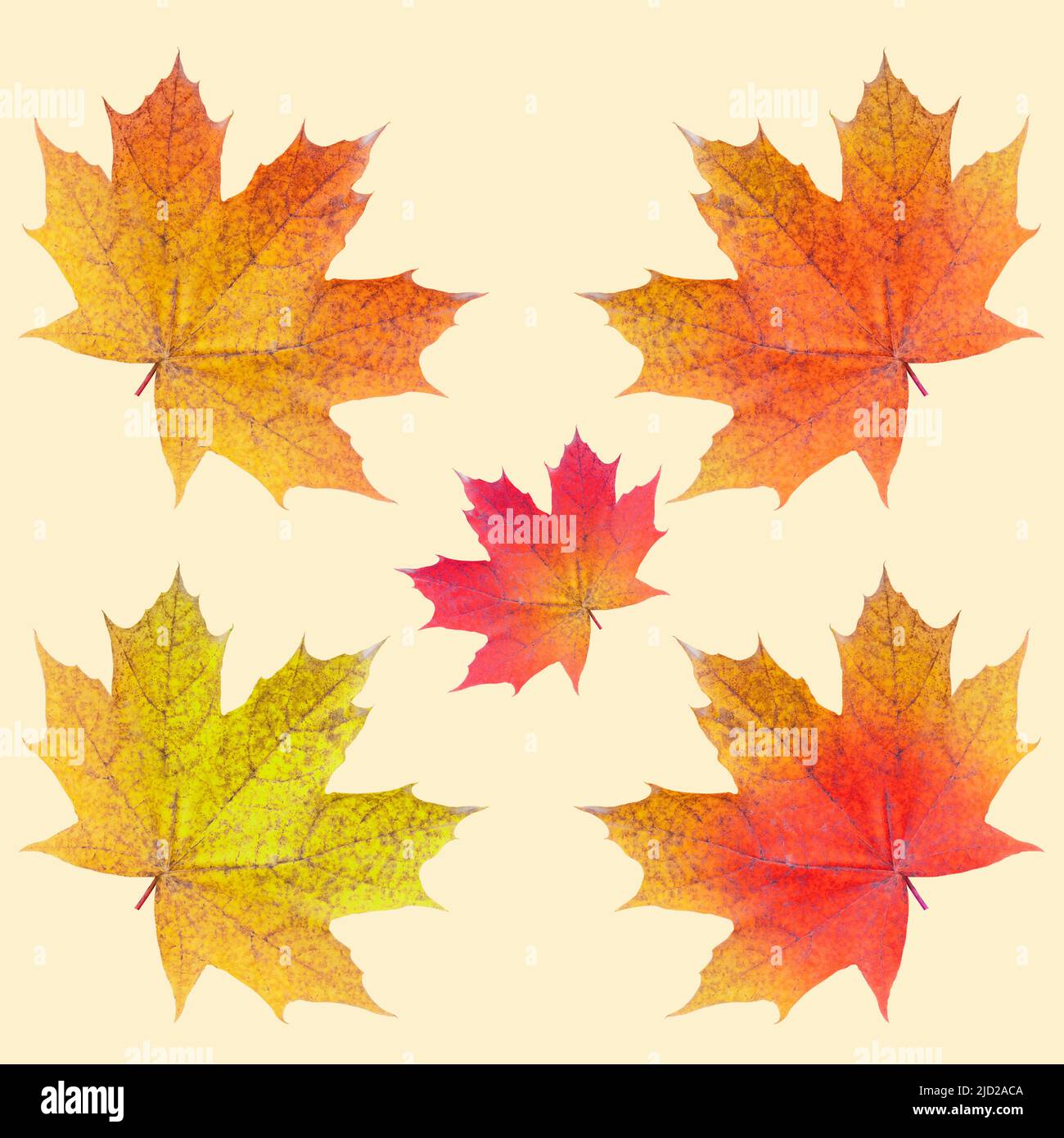 Yellow leaf pattern hi-res stock photography and images - Alamy