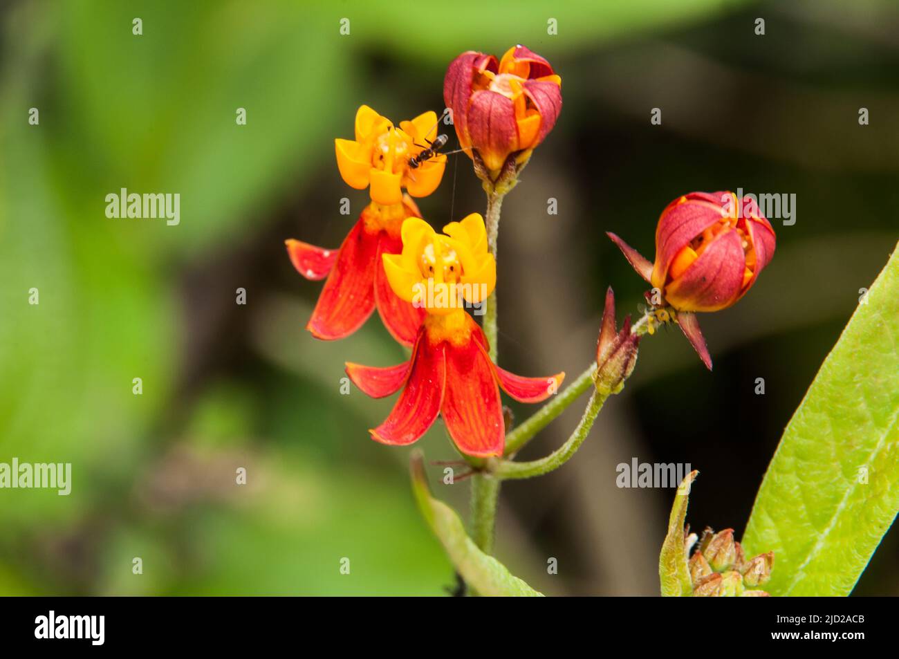 Flowers in tropical forest flora Stock Photo - Alamy