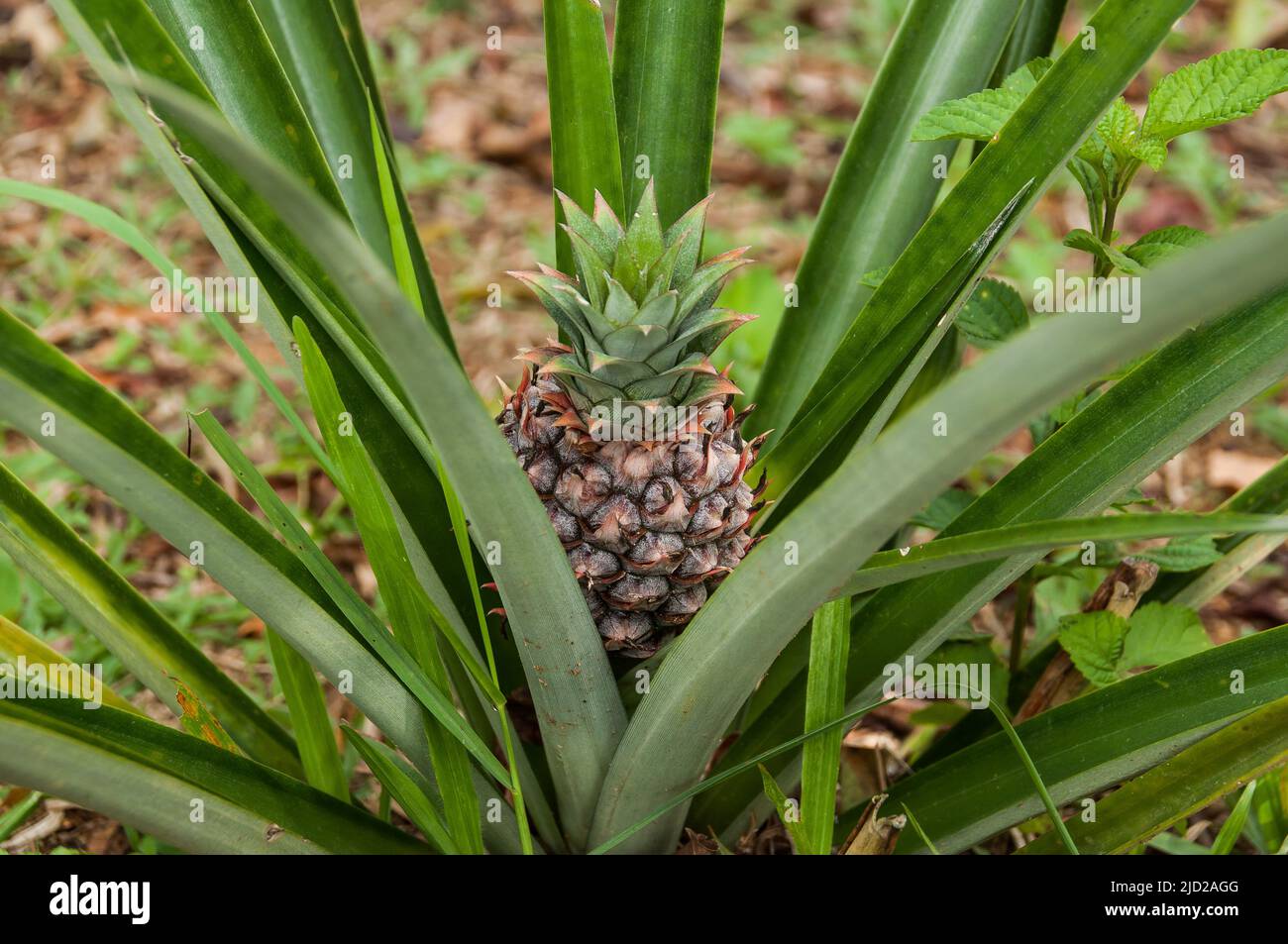Pineapple growing on pineapple plant Stock Photo - Alamy