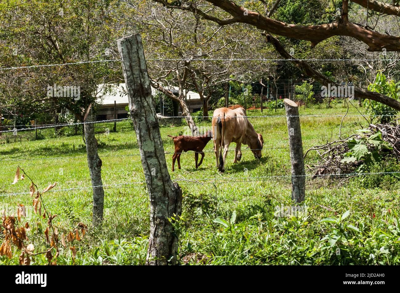 Momma Cow and his Calf; in natural environment Stock Photo - Alamy