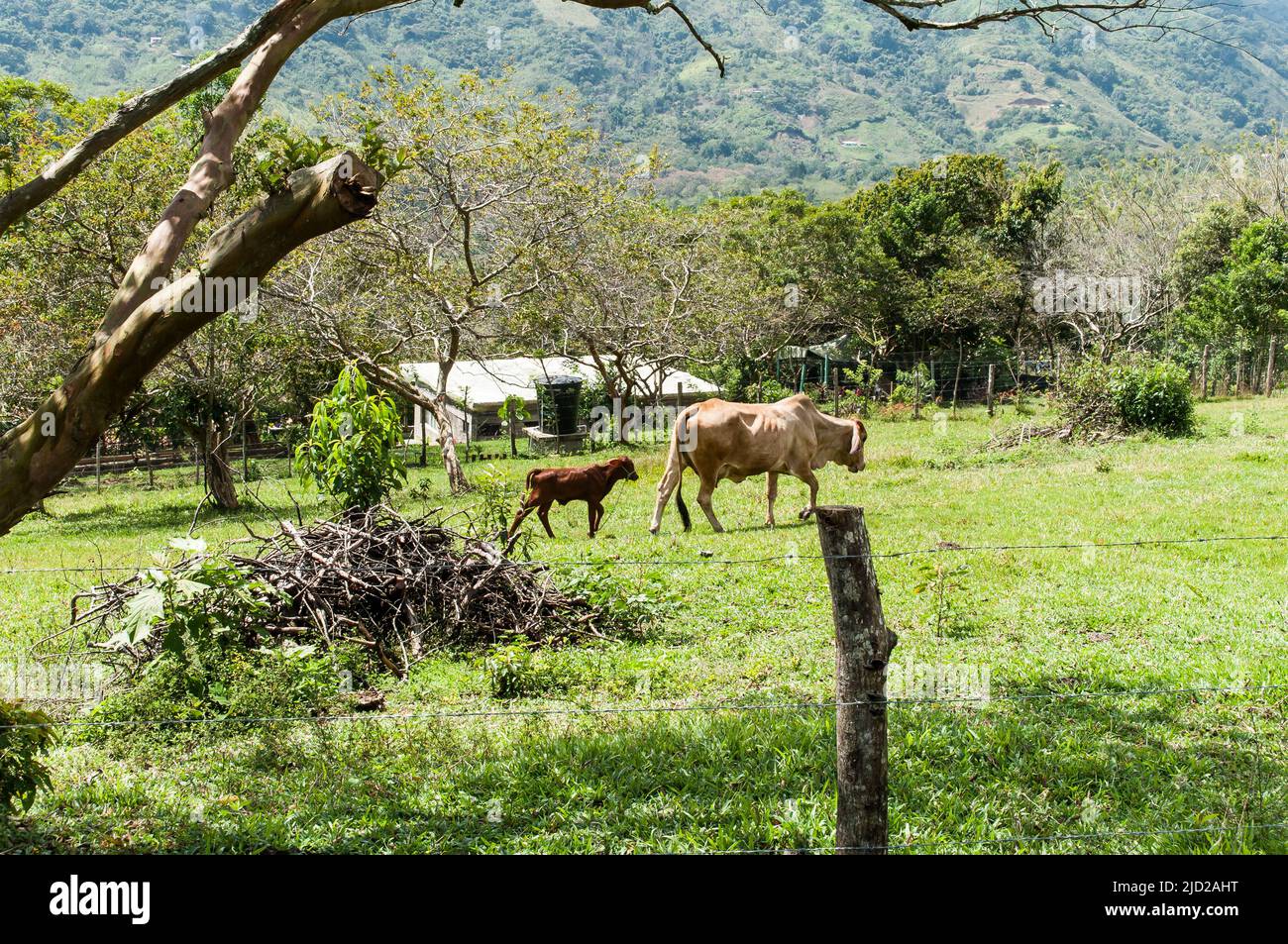 Momma Cow and his Calf; in natural environment Stock Photo - Alamy