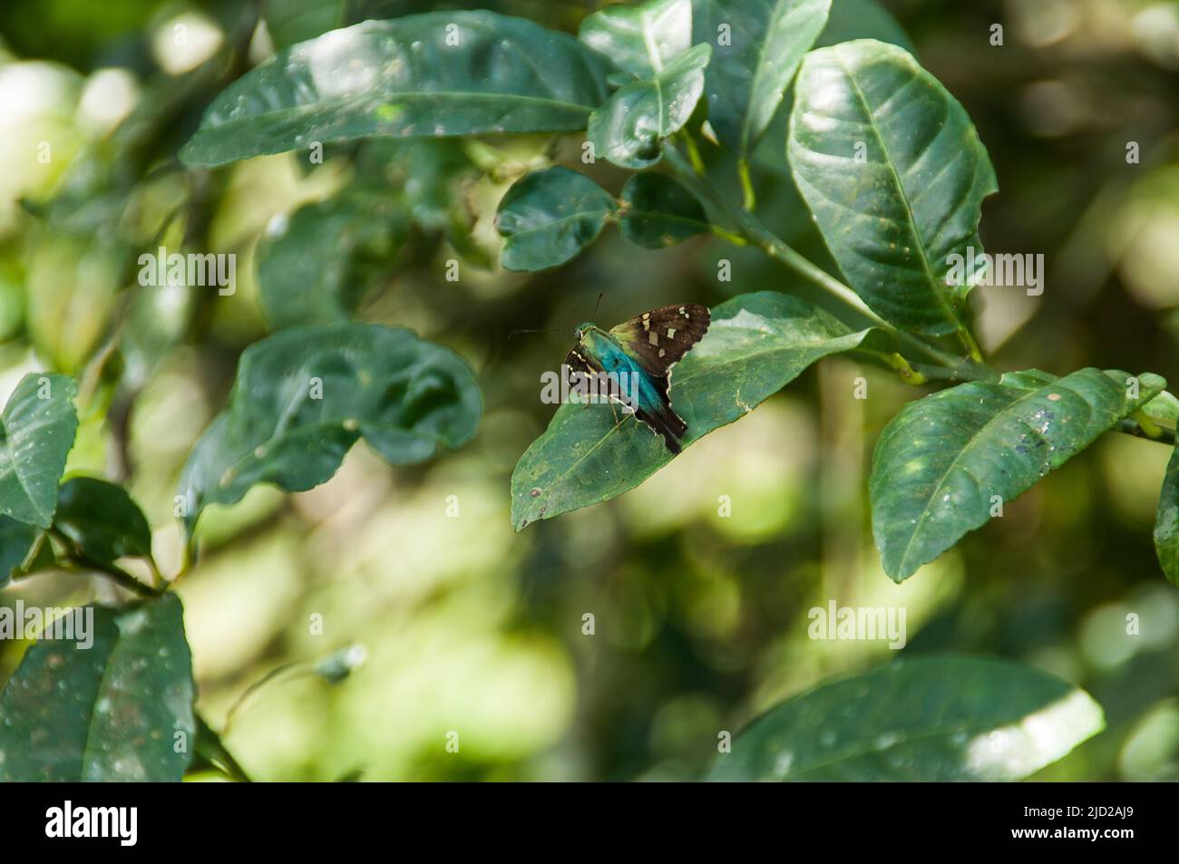 Newborn butterflies hi-res stock photography and images - Alamy
