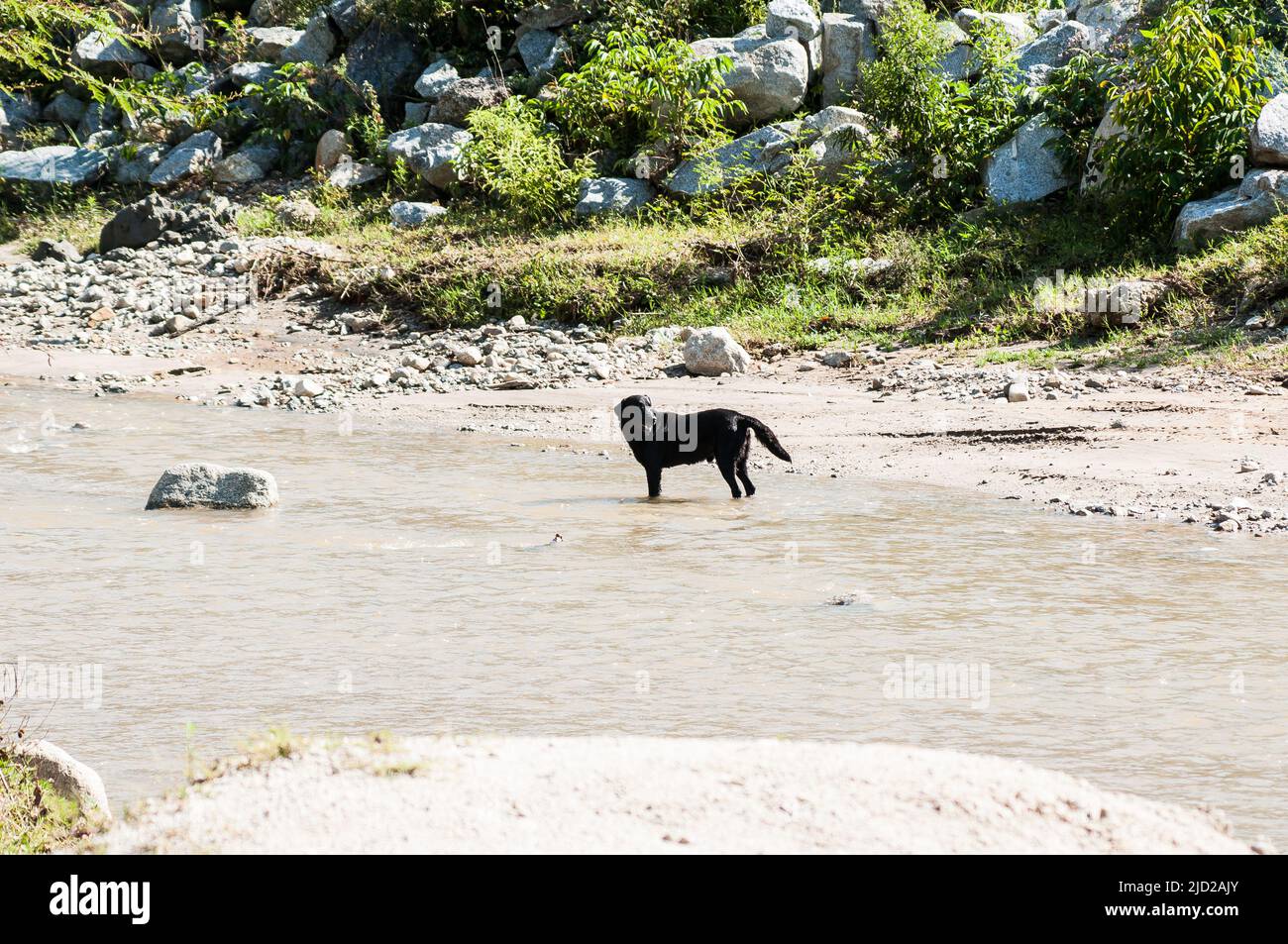 Beautiful dogs playing swimming hi-res stock photography and images - Alamy