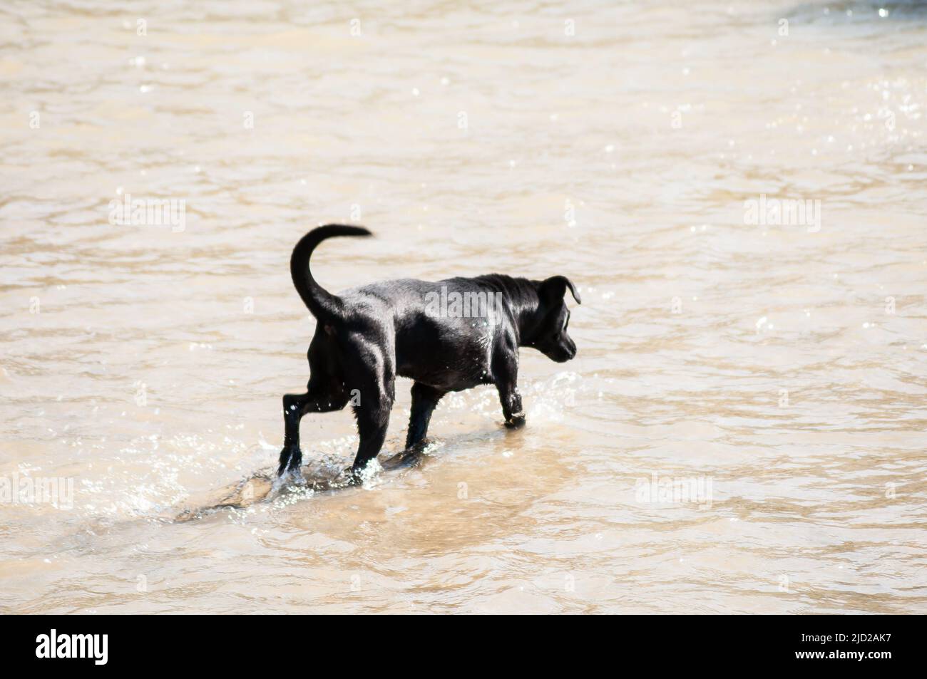 Pet river hi-res stock photography and images - Alamy