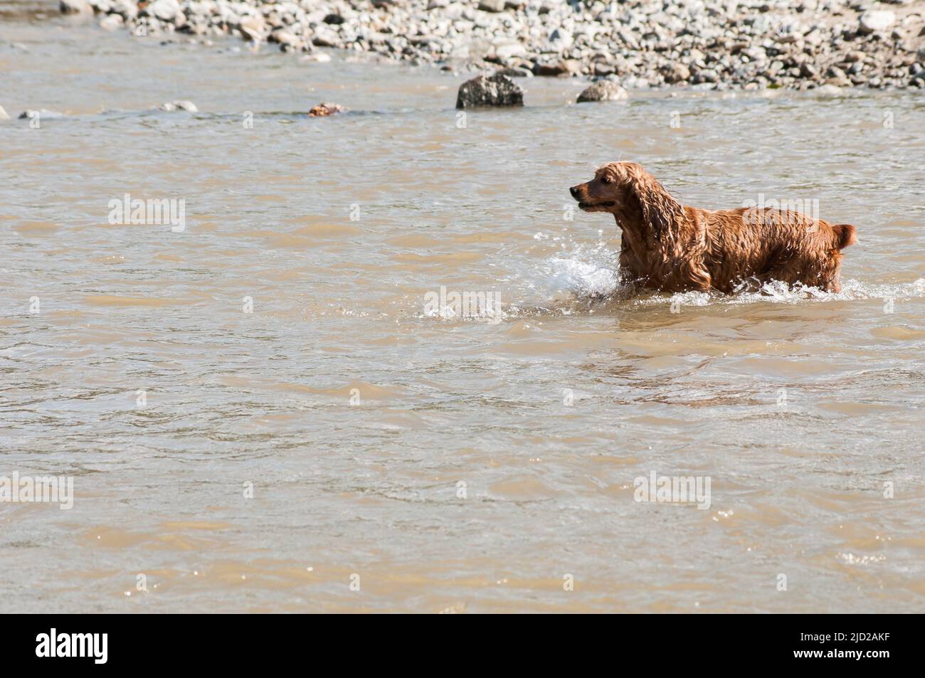 Beautiful dogs playing swimming hi-res stock photography and images - Alamy