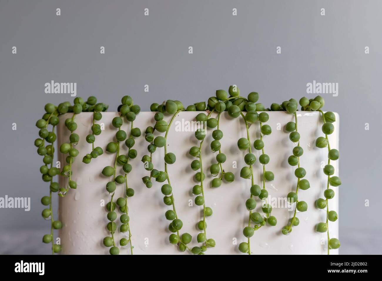 Curio rowleyanus string of pearls in a decorative pot Stock Photo - Alamy