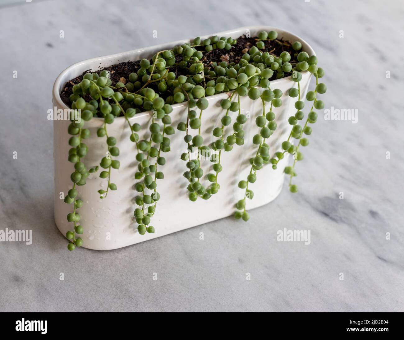 String of pearls succulents in a white ceramic pot Stock Photo - Alamy