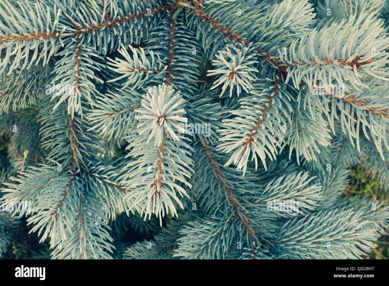 Branches of blue fir tree. Pine branches with young blue needles ...