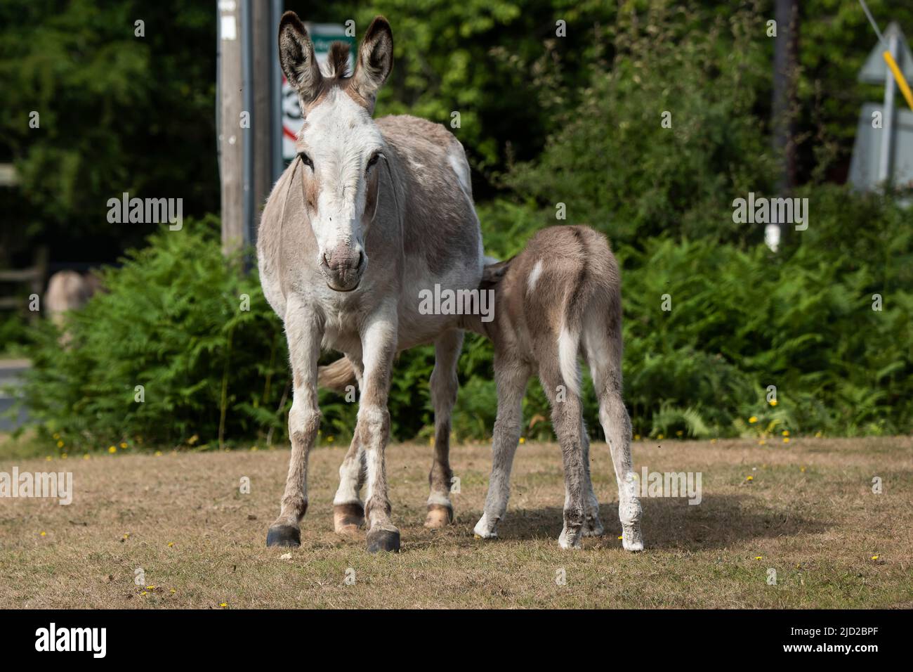Donkey grazing at new forest national park hi-res stock photography and ...