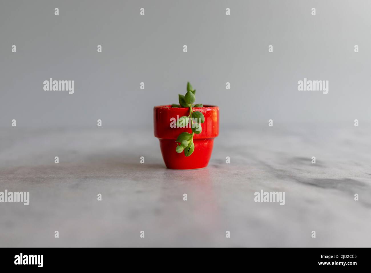 String of tears in a miniature red pot with isolated background Stock ...