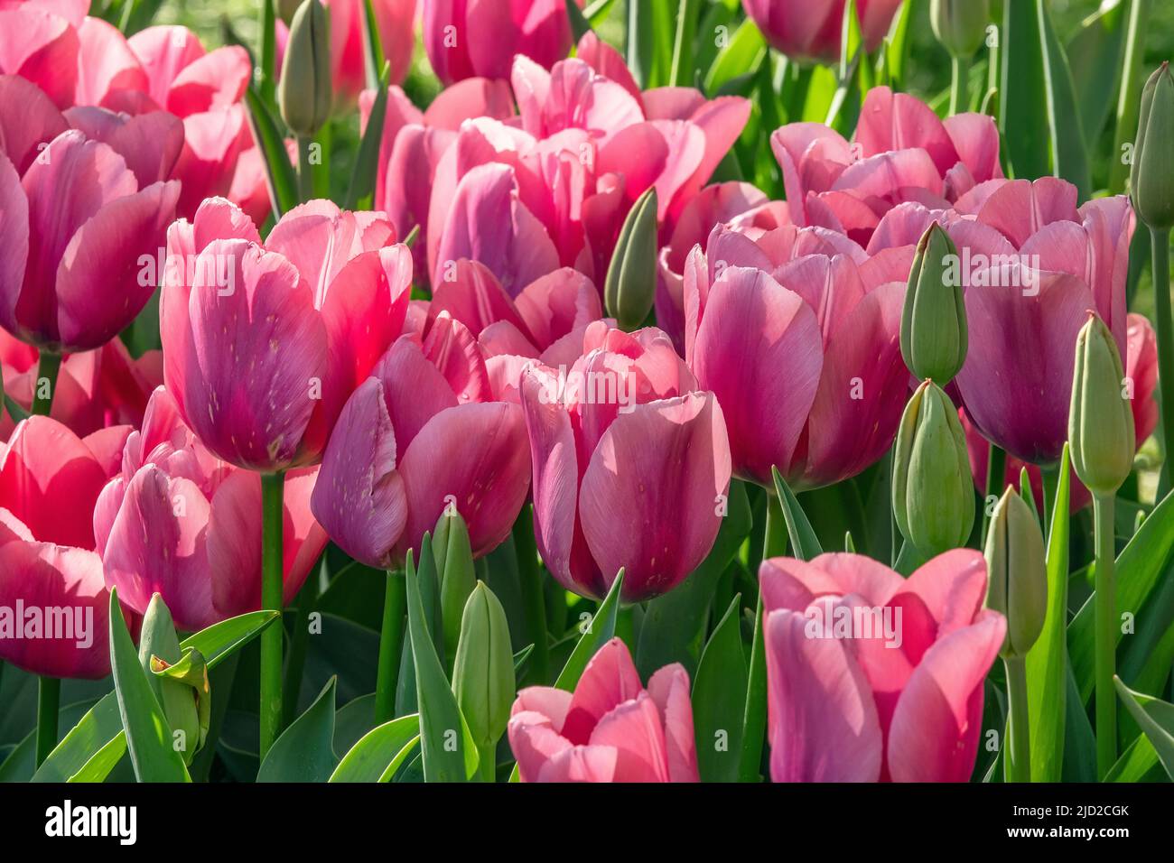 Beautiful tulips field flower hi-res stock photography and images - Alamy