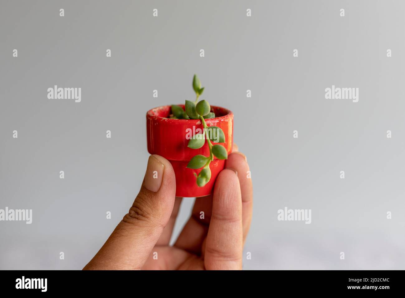 String of tears succulent planted in a miniature pot holding in hand ...