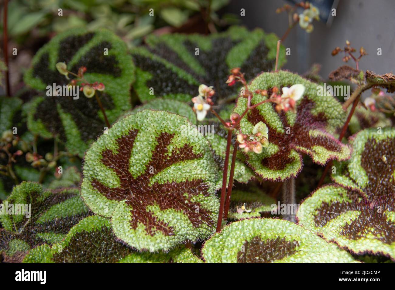 tropical plants with colored leaves Stock Photo - Alamy