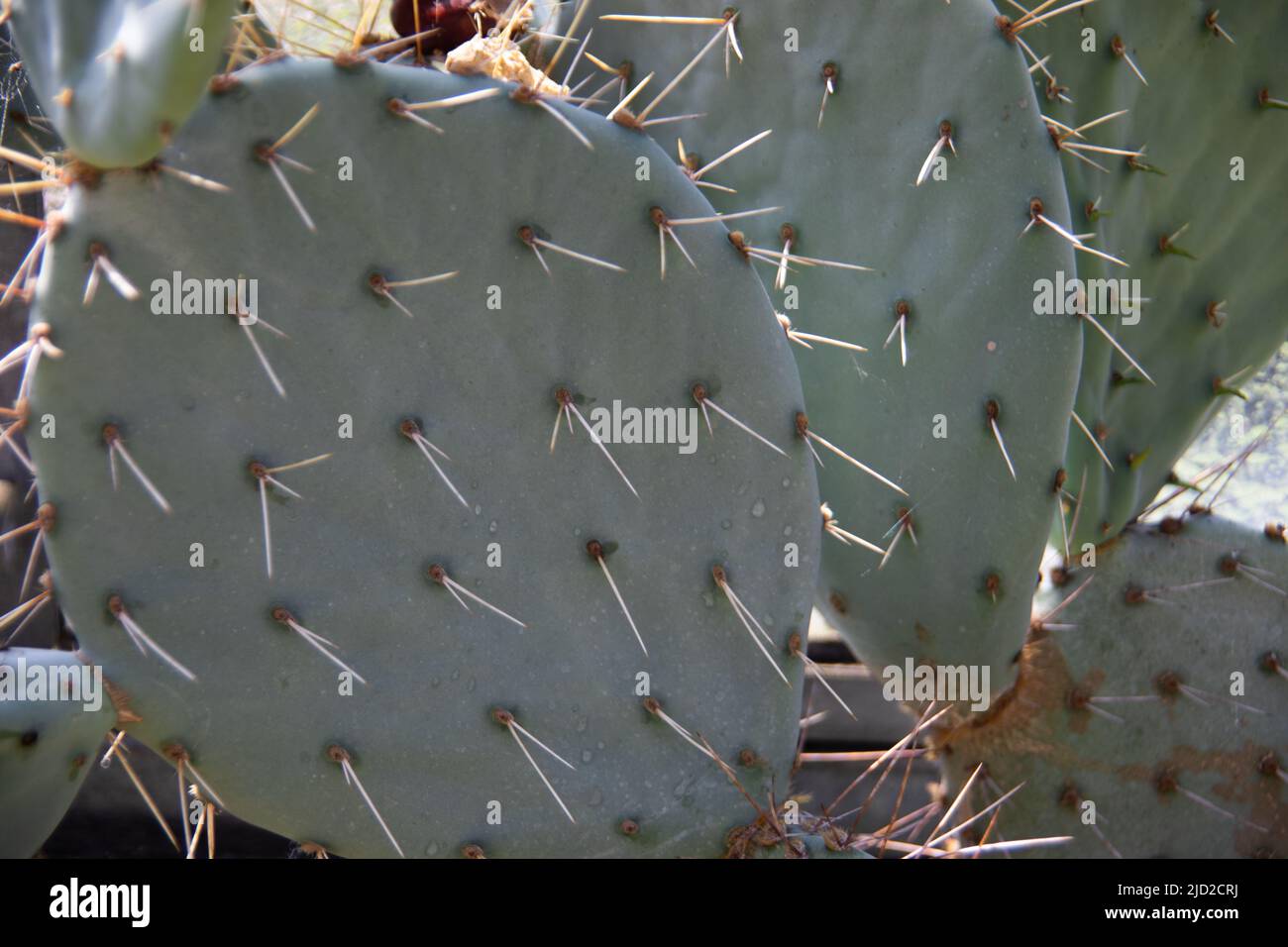 green Phyllocactus with Spikes in the desert Stock Photo - Alamy