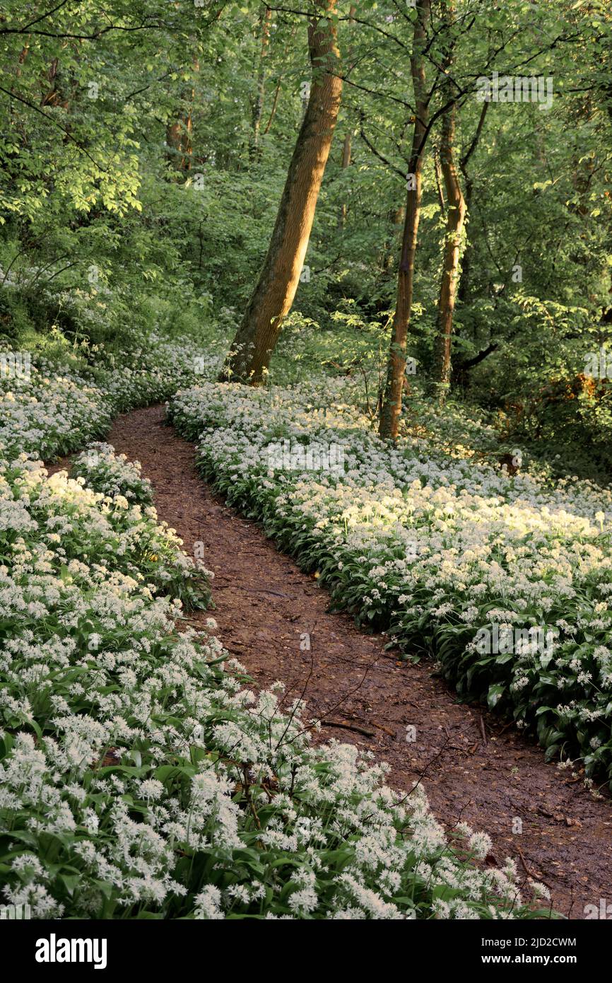 Englishcombe woods wild garlic Stock Photo - Alamy
