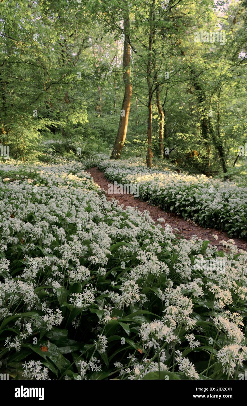 Englishcombe woods wild garlic Stock Photo - Alamy
