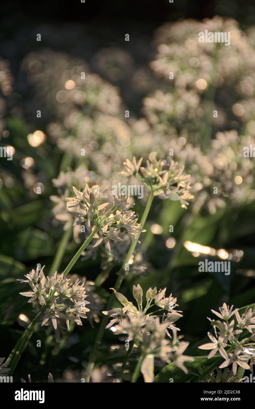 Englishcombe woods wild garlic Stock Photo - Alamy