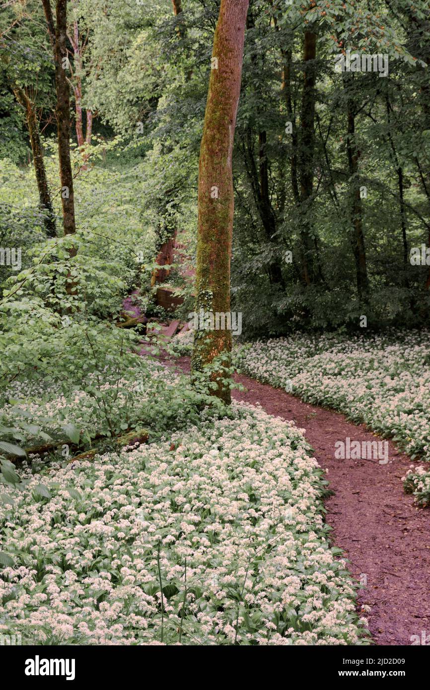 Englishcombe woods wild garlic Stock Photo - Alamy