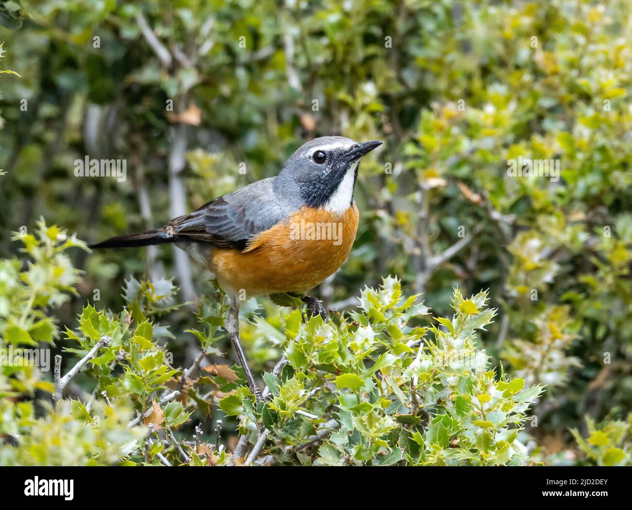White throated robin hi-res stock photography and images - Alamy