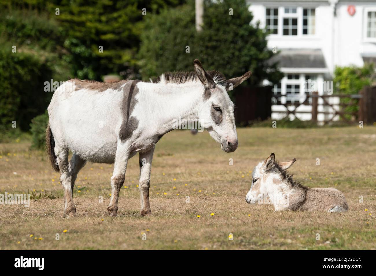 Donkey grazing at new forest national park hi-res stock photography and ...