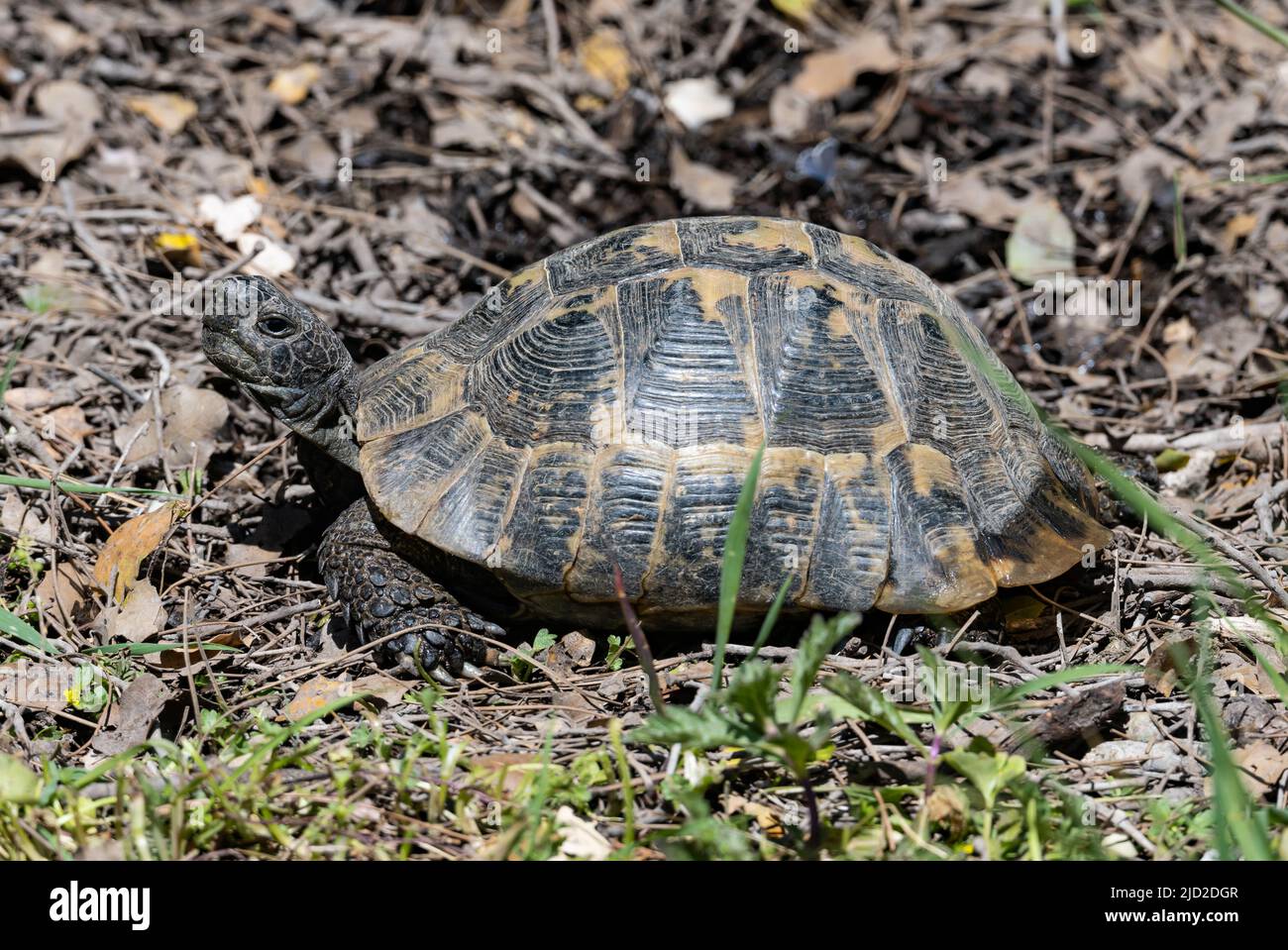 A Greek Tortoise (Testudo graeca) in the wild. Türkiye Stock Photo - Alamy