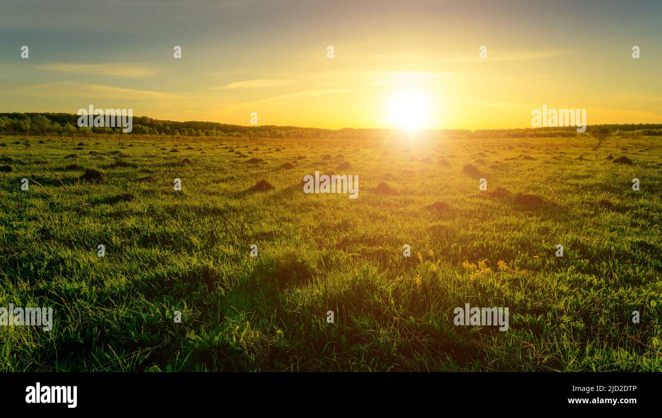 Sunset or sunrise in a spring field with green grass Stock Photo - Alamy