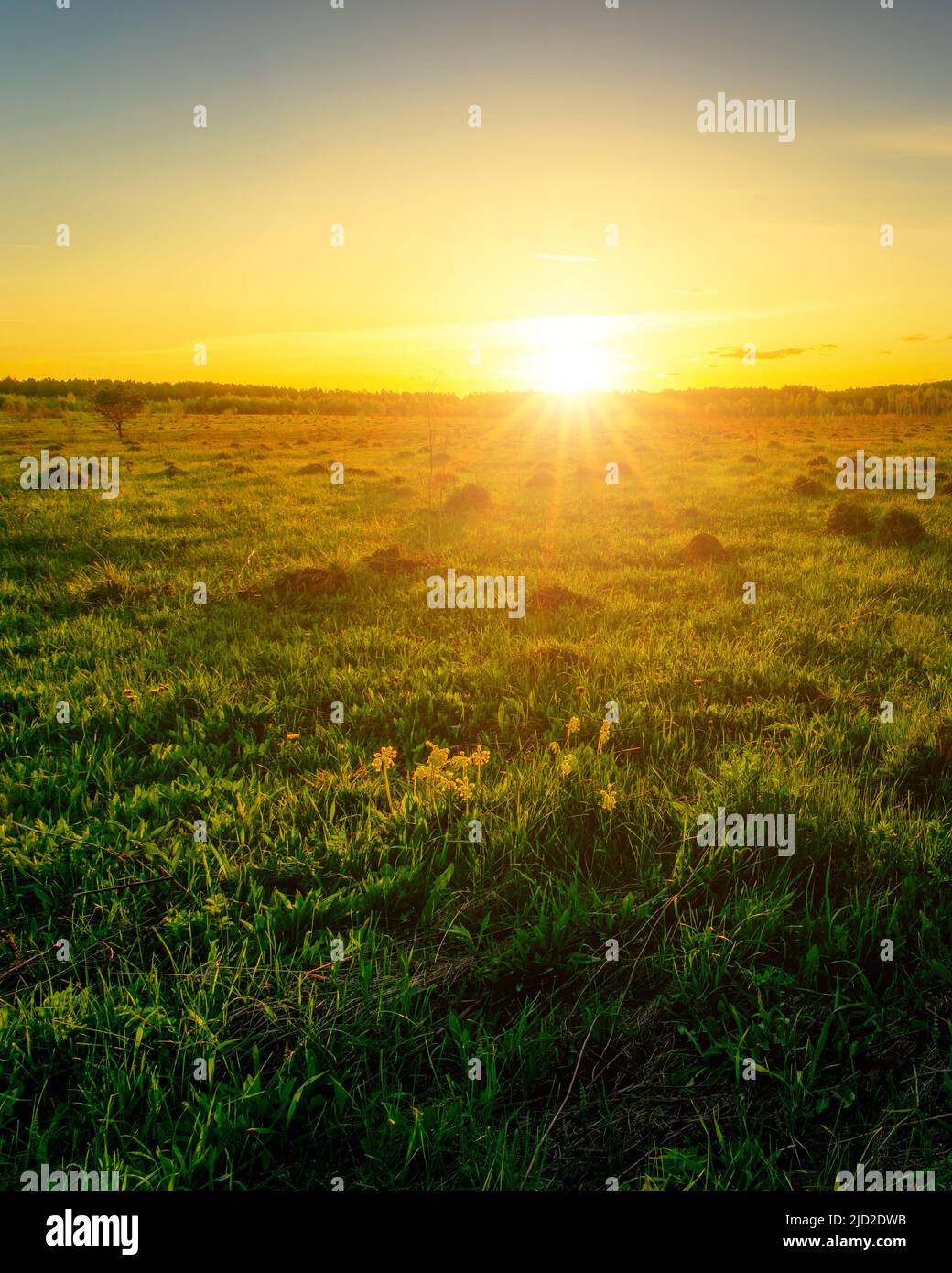 Sunset or sunrise in a spring field with green grass Stock Photo - Alamy