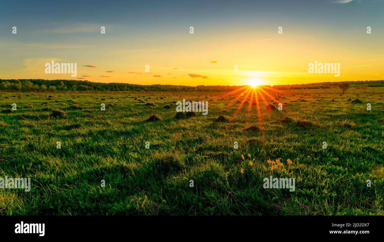 Sunset or sunrise in a spring field with green grass Stock Photo - Alamy