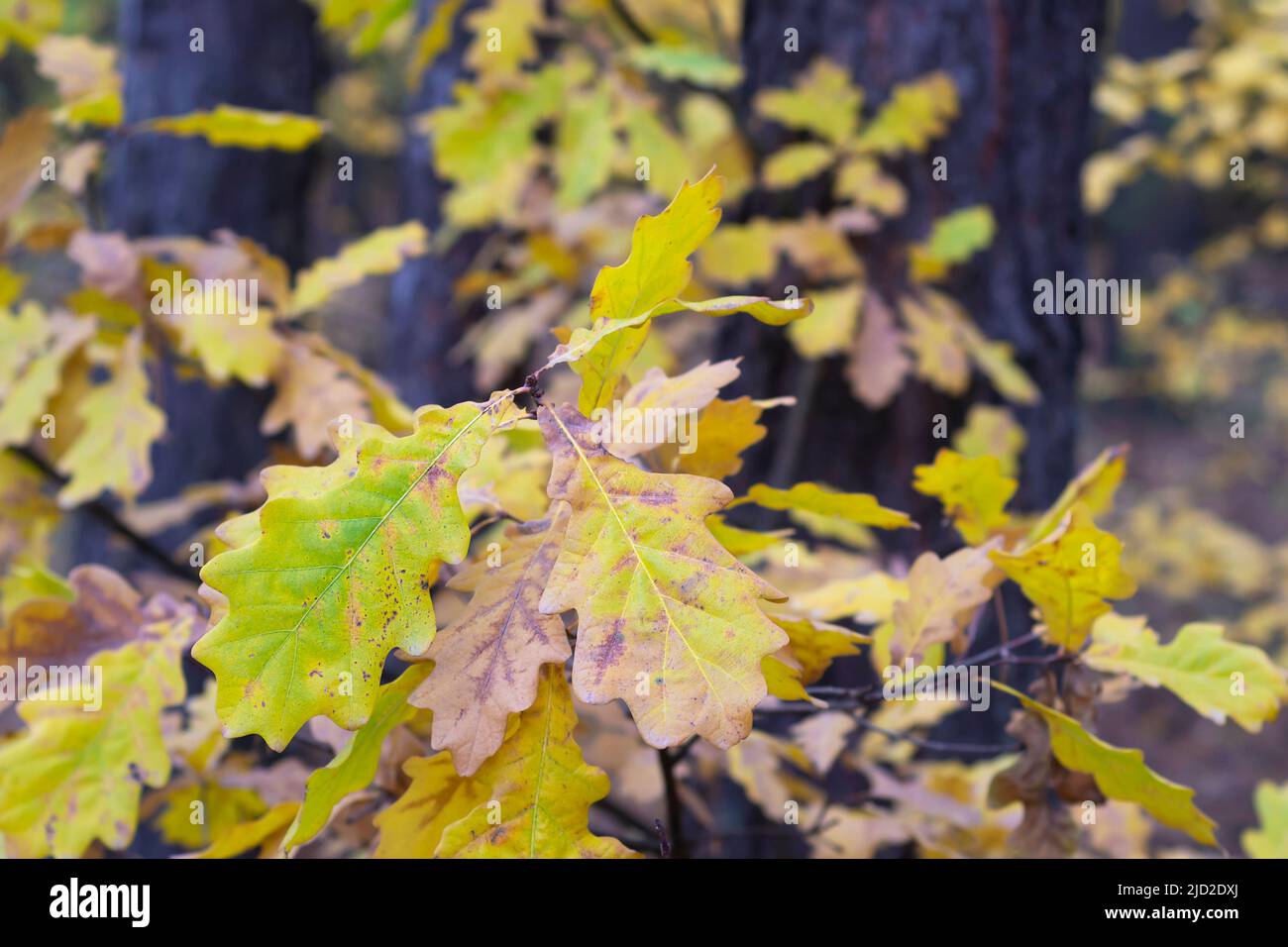 Dark green oak tree leaf hi-res stock photography and images - Alamy