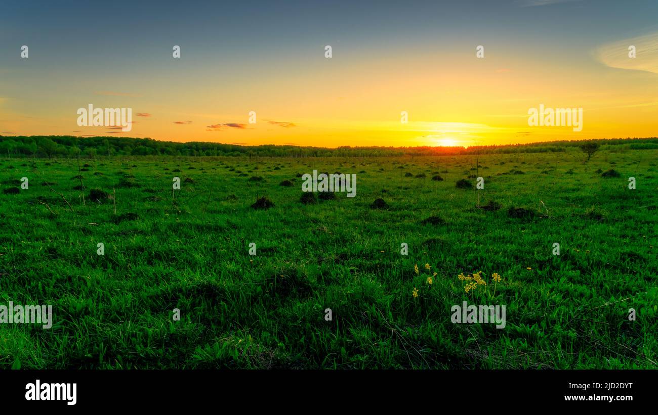 Sunset or sunrise in a spring field with green grass Stock Photo - Alamy