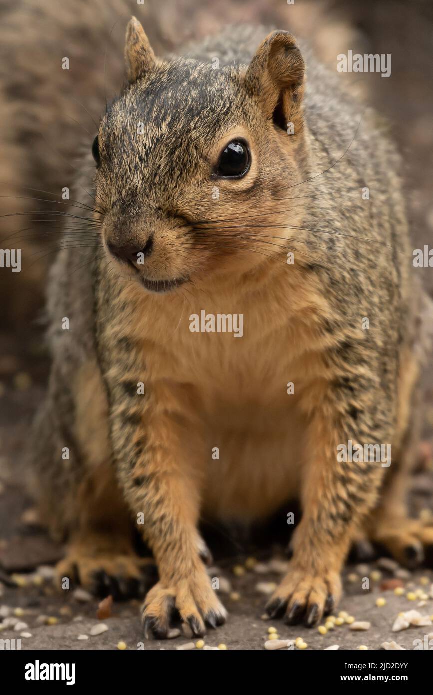 Showing detailed facial features hi-res stock photography and images ...