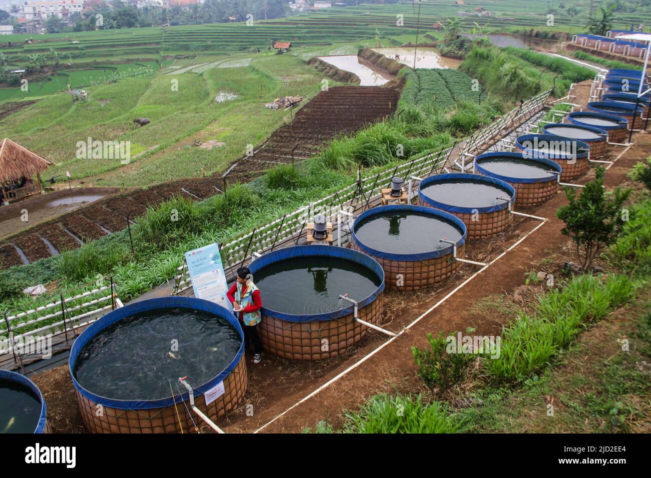 Bandung, West Java, Indonesia. 17th June, 2022. An officer feeds a ...