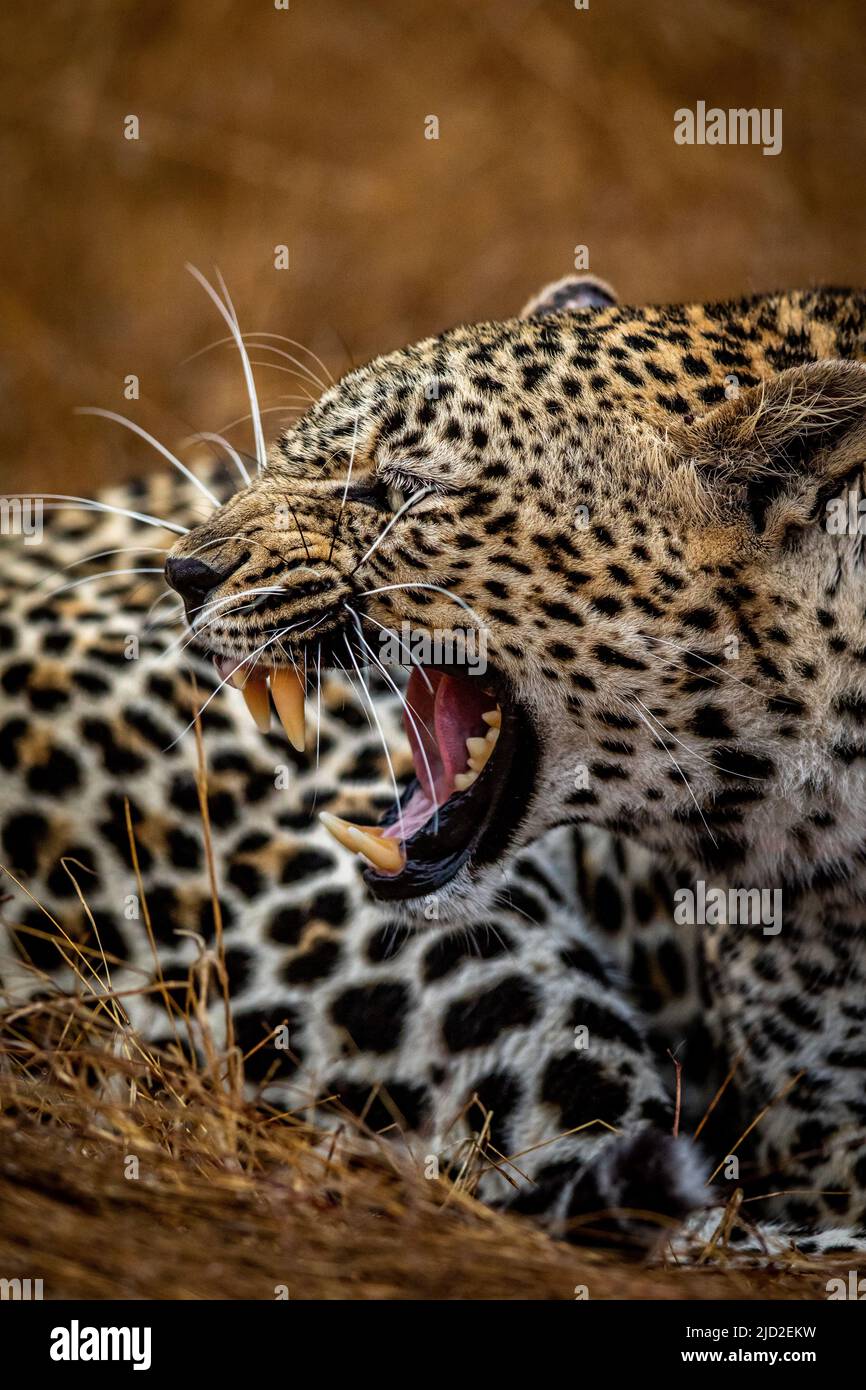 African leopard growling hi-res stock photography and images - Alamy