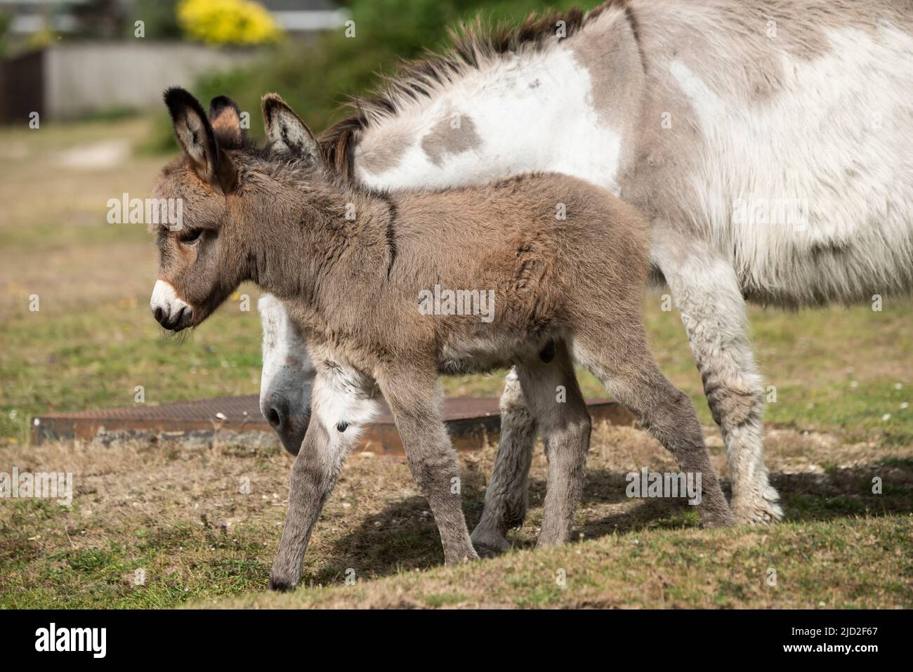 Donkey grazing at new forest national park hi-res stock photography and ...