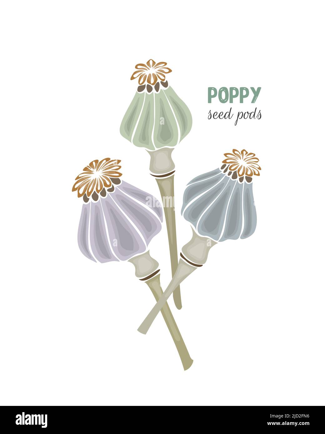 Poppy seed pods No contour hand drawn doodle, isolated, white ...