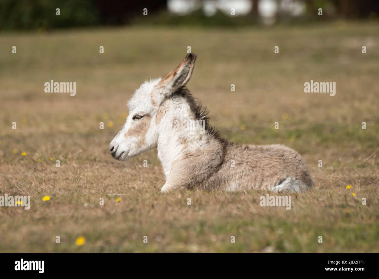 Donkey grazing at new forest national park hi-res stock photography and ...