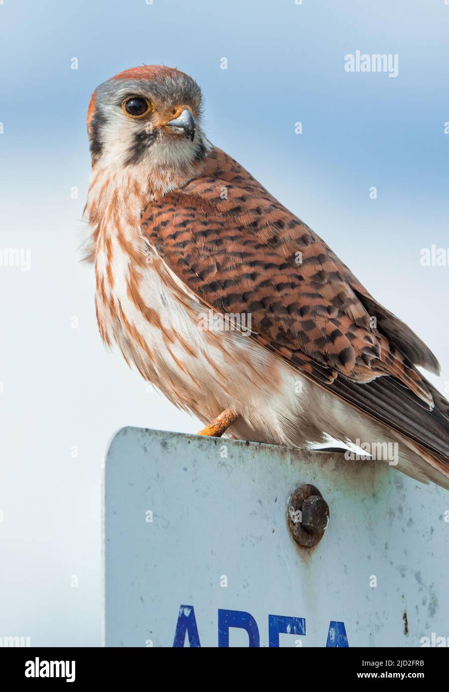 Sharp Skinned hawk keeping an eye out Stock Photo - Alamy