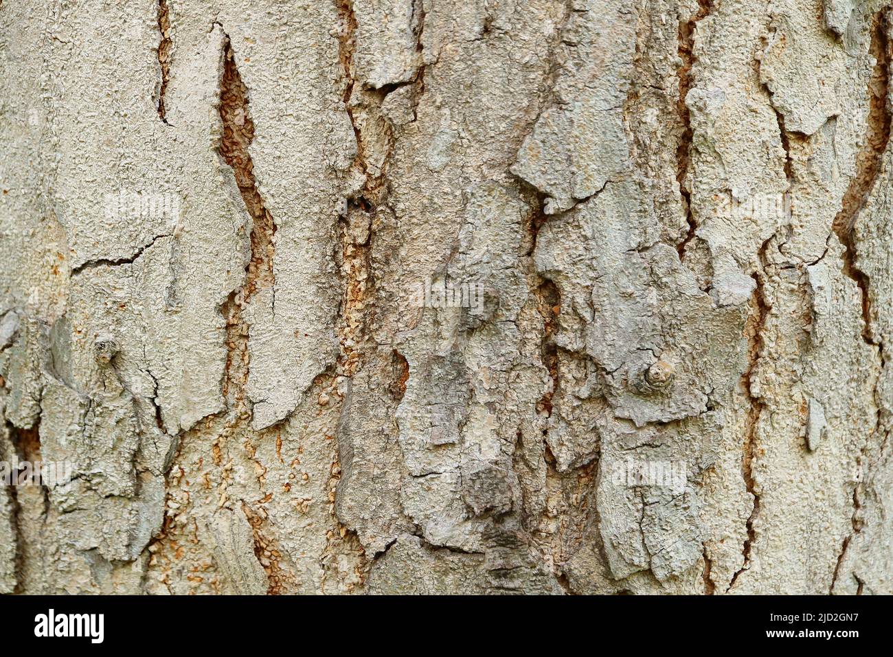 Closeup of Texture of Rough Tree Bark for Background or Wallpaper Stock ...