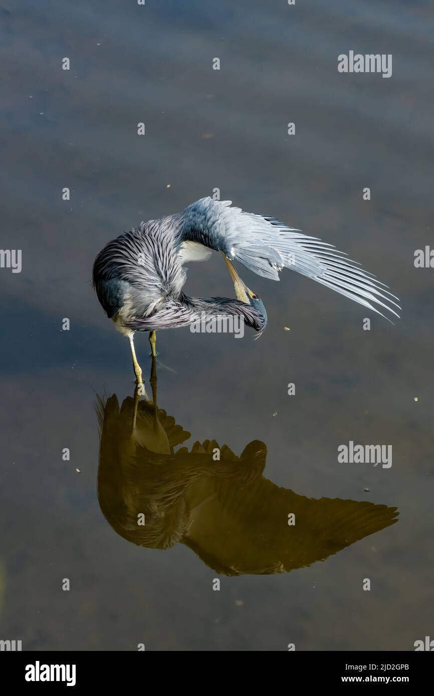 A Tricolored Heron, Egretta tricolor, preening its feathers in a ...