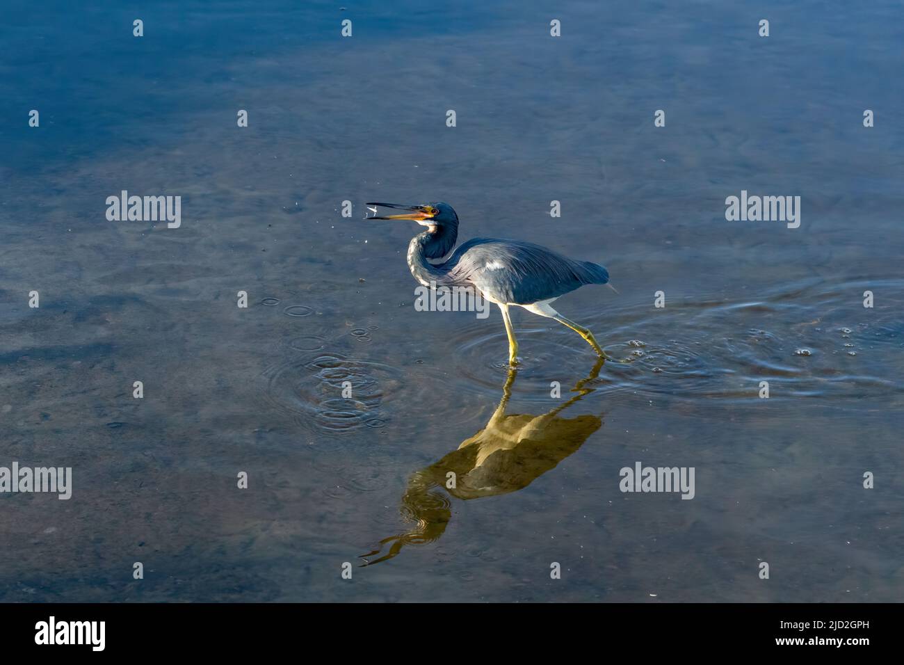 A Tricolored Heron, Egretta tricolor, swallowing a small fish in a ...
