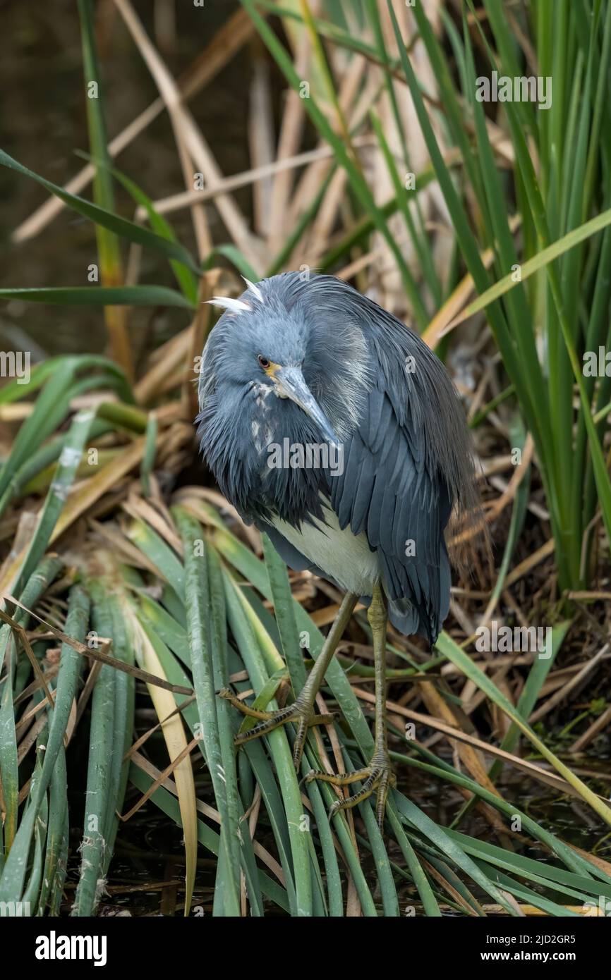 A Tricolored Heron, Egretta tricolor, perched in the reeds in a wetland ...