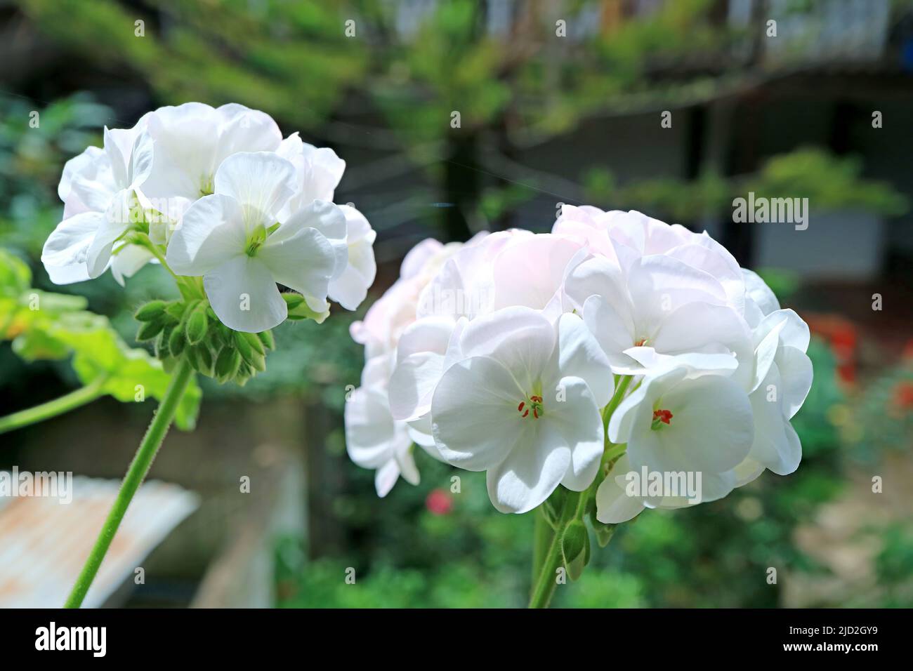 Bunches of Beautiful White Geranium (Pelargonium) in the Patio Stock ...