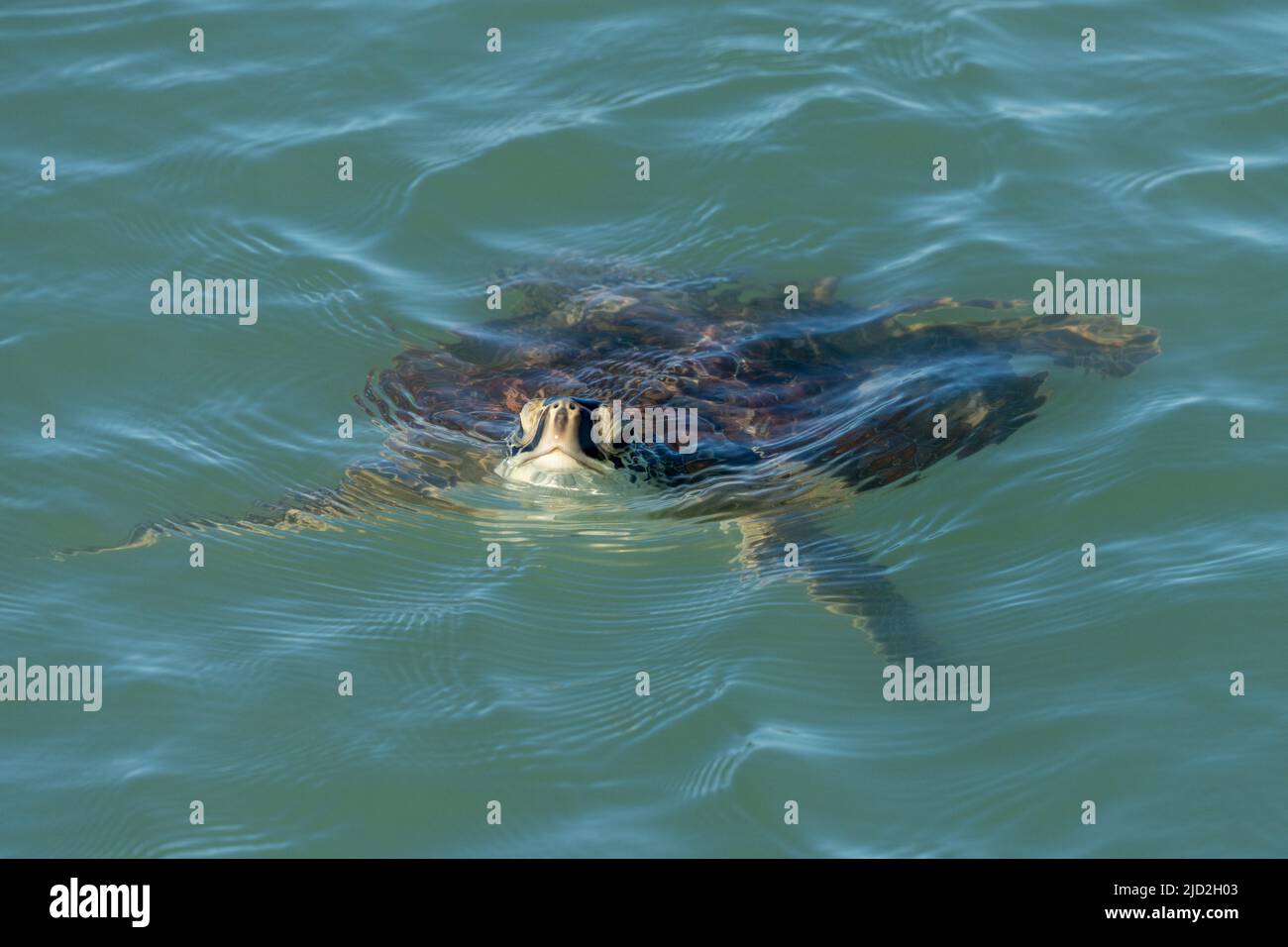 An Atlantic Green Sea Turtle, Chelonia mydas, floating on the surface ...