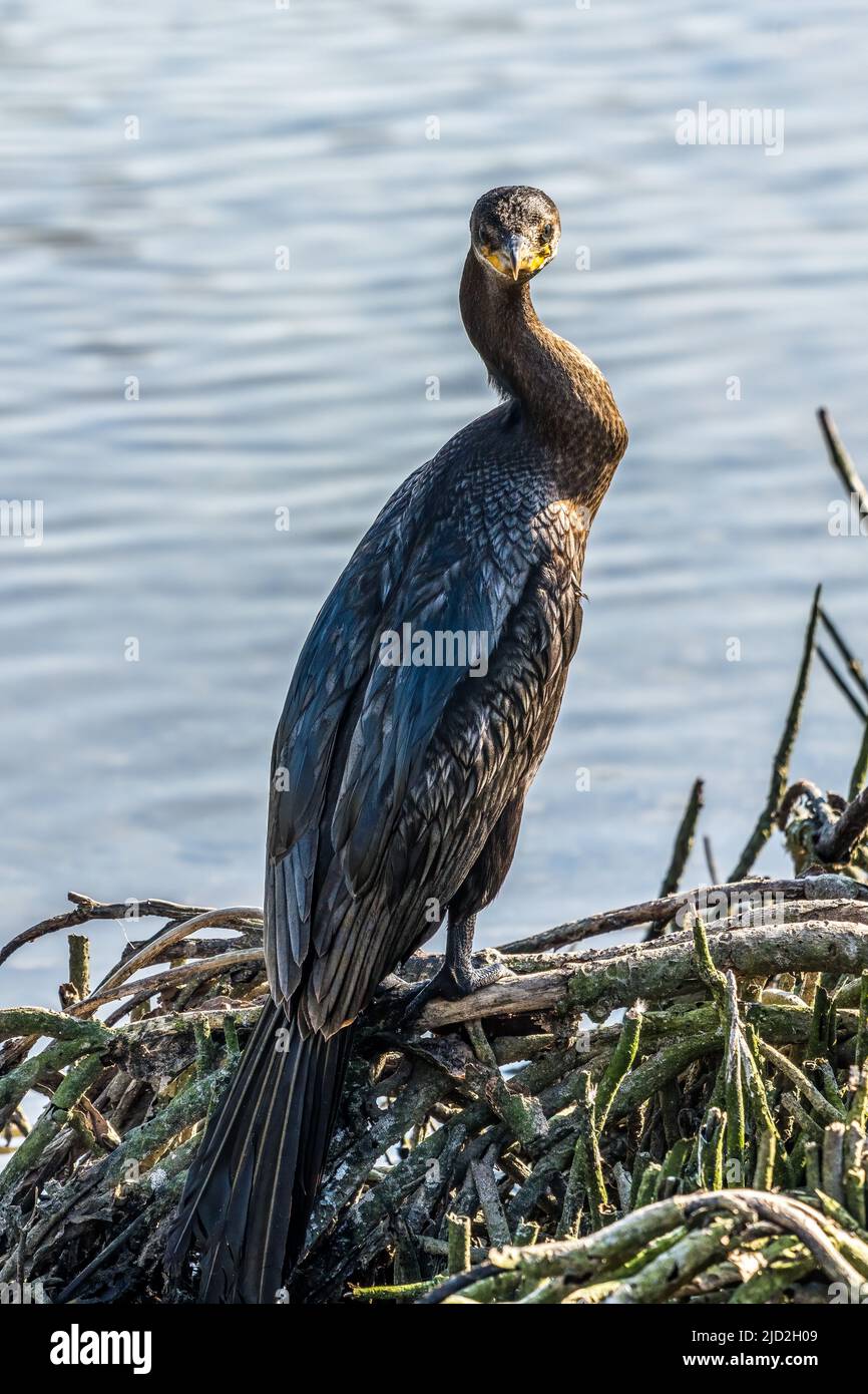 A Neotropic Cormorant, Nannopterum brasilianum, perched on mangrove ...