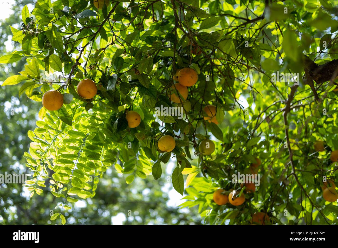 Orange tree in Barcelona, Spain Stock Photo - Alamy