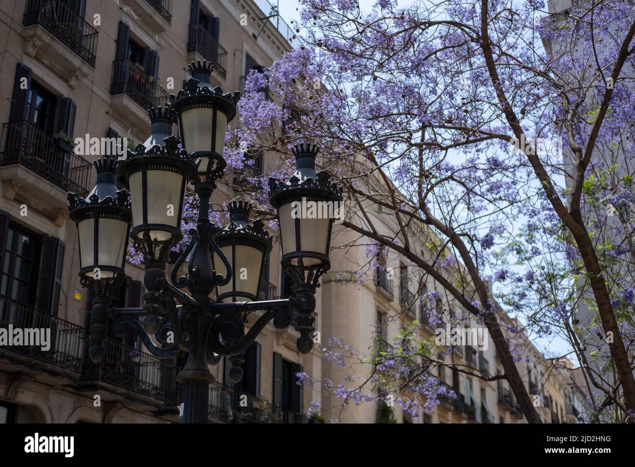 Jacaranda trees in the city of Barcelona, Spain Stock Photo - Alamy